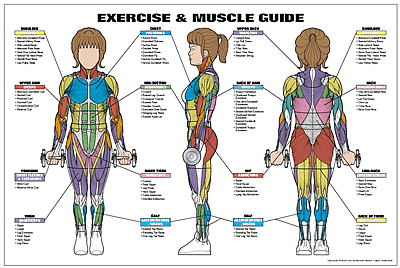 Algra Co-Ed Series Exercise & Muscle Guide Female – The Fitness Store